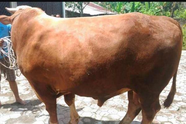 Qurban Satu Ekor Sapi Untuk Sekeluarga - Jadwal Kajian Sunnah Indonesia